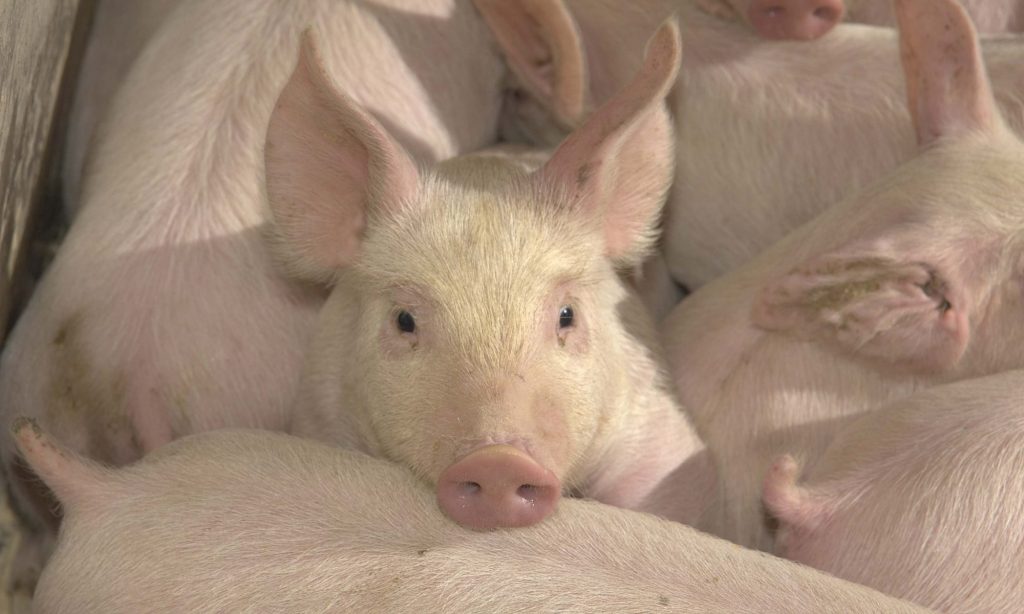 What is the normal heart and repiratory rate for pigs? – Hogs, Pigs ...